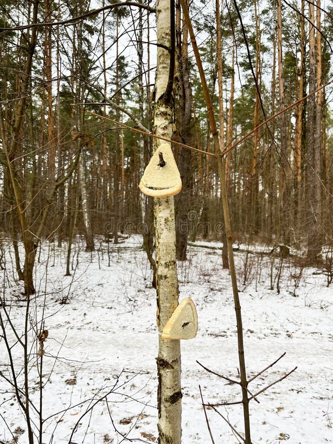 Photo a Piece of Bread on a Tree Branch Stock Photo - Image of food ...