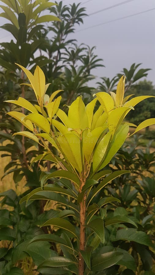 Chikoo tree leaves stock photo. Image of shooting, leaves - 152794060