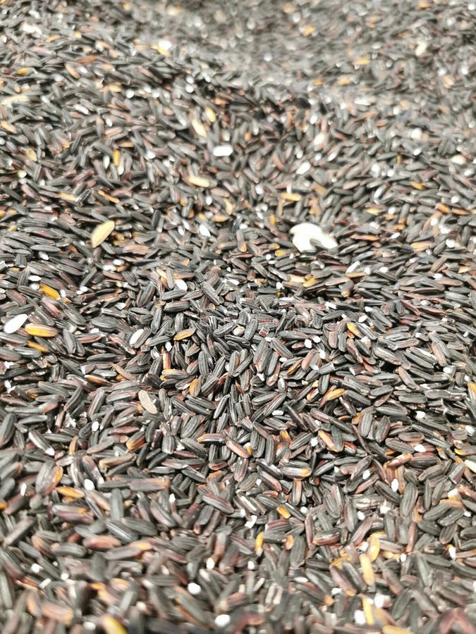 Photo of a Pile of Black Sticky Rice Stock Photo - Image of black, pile ...