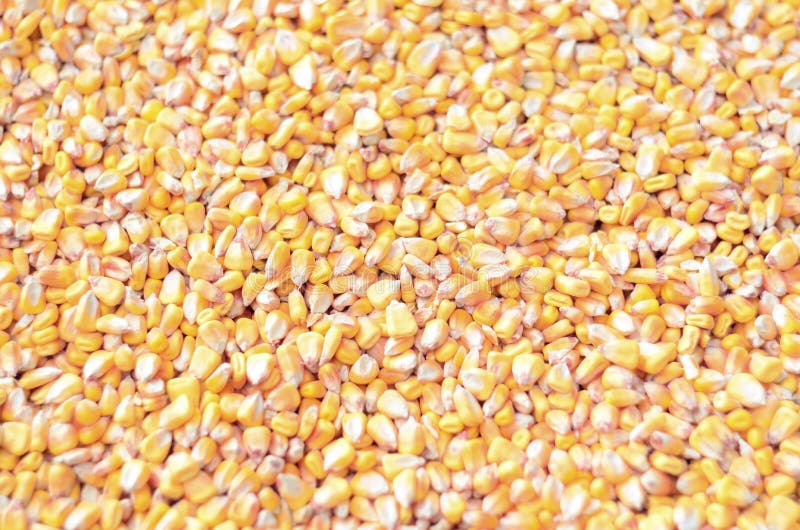 Photo of a Pile of Corn Seeds Stock Image - Image of organic, nutrition ...