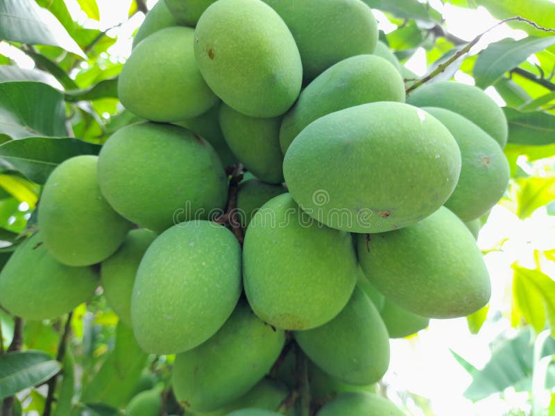 Photo of a Pile of Mangoes Thriving Stock Image - Image of tree, fruit ...