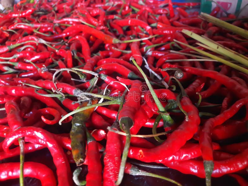 Photo of Hot Chilies As a Cooking Ingredient Stock Image - Image of ...
