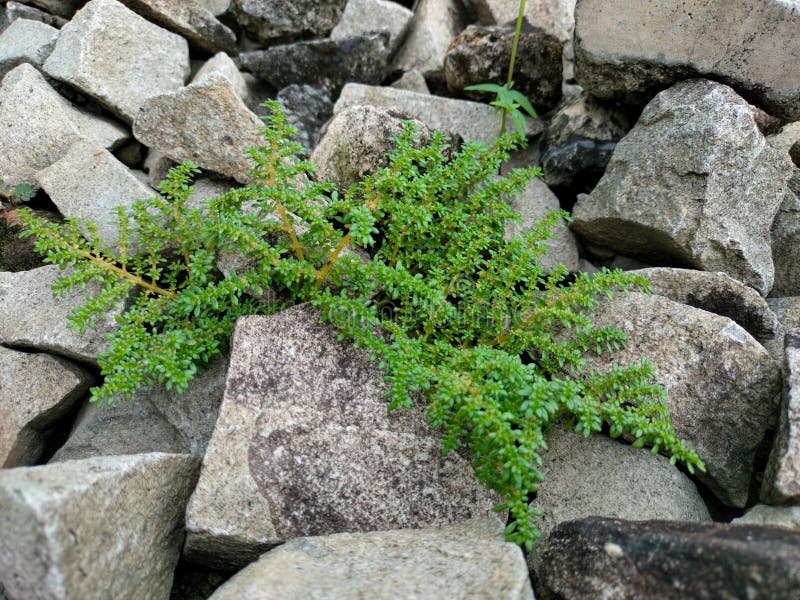 Photo of Pilea Microphylla Plant Growing among Rocks Stock Photo ...