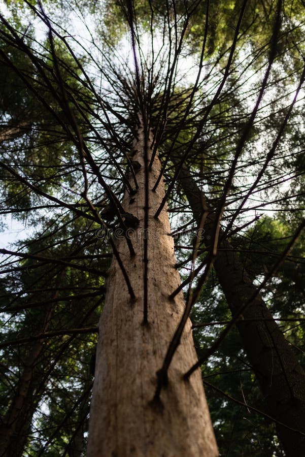 Pine Tree without Bark. Sick Tree in the Forest Stock Photo - Image of ...