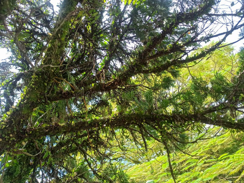 Photo of Pine Tree Covered with Moss and Dragon Scale Plants Stock ...