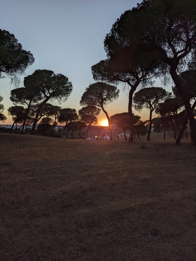 Photo of Pines at Sunset from Another Perspective Stock Photo - Image ...
