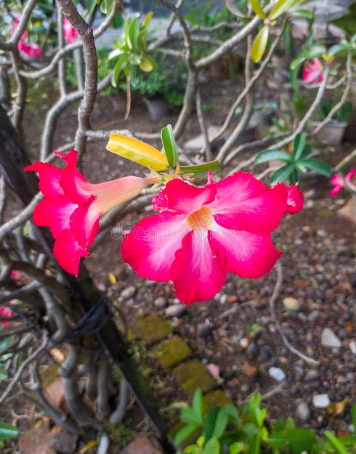 Photo of Ping-colored Kemboja Flower the Sunny Stock Image - Image of ...