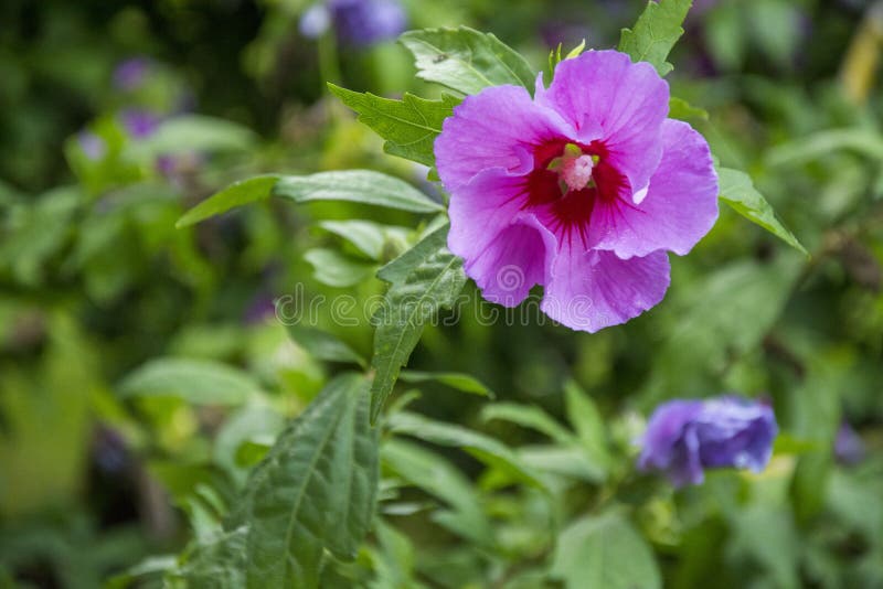 128 Flowwer Stock Photos - Free & Royalty-Free Stock Photos from Dreamstime