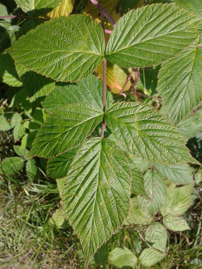 Nature Photo 1 stock image. Image of landscape, island - 100911997