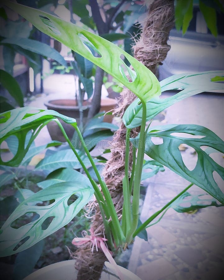 Photo of a Plant Called Widow Perforated Stock Image - Image of widow ...