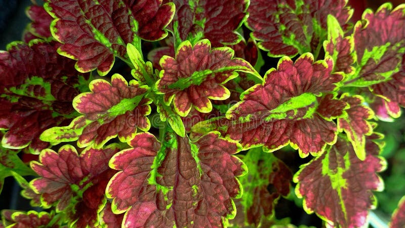 Photo of Plant Leaves with Beautiful Patterns Stock Image - Image of ...
