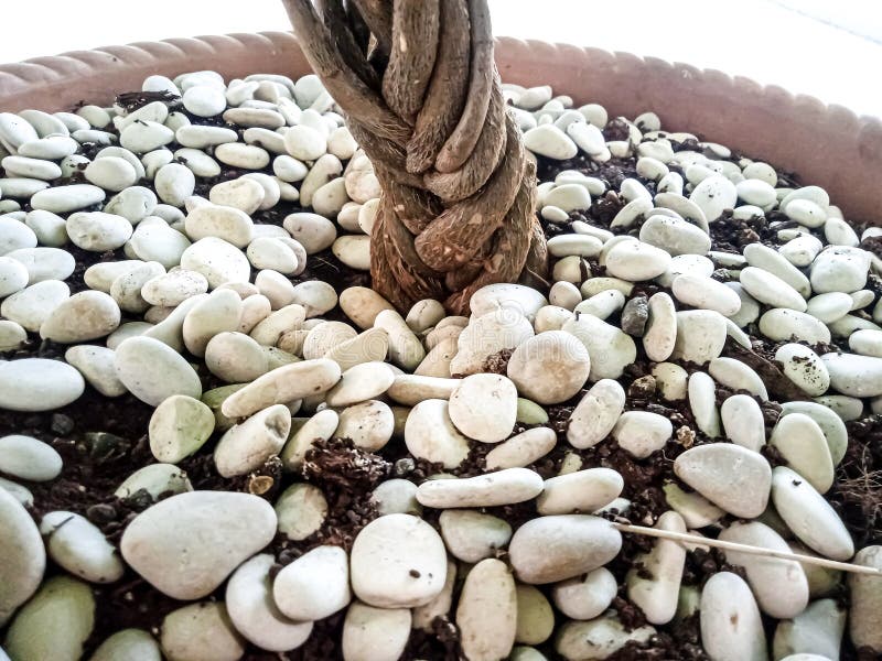 Photo of a Plant Stem Surrounded by Stones in a Pot Stock Photo - Image ...