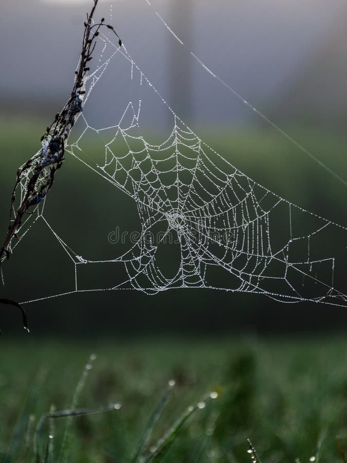 Plants Wrapped in a Spider Web, Beautiful Morning Dew Stock Photo ...