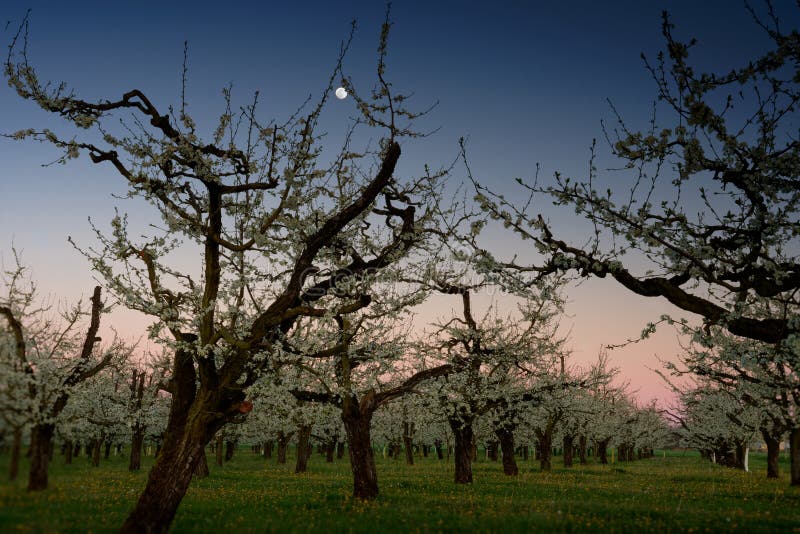 Plum Field at Mt. Maku Park Stock Photo - Image of maku, stream: 68719978