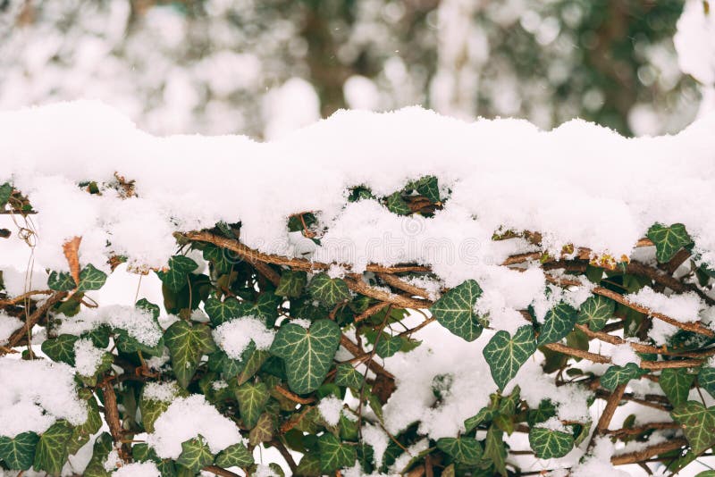 A Photo of a Poison Ivy Covered with Snow Outside Stock Image - Image ...