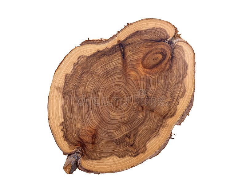 Photo of the Polished Cut Surface of a Juniper Tree. Isolated on White ...