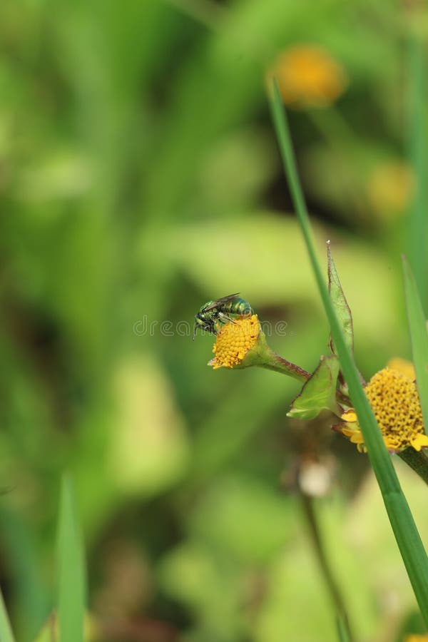 Photo of Pollinator Insects Pollinating Flowering Plants. Stock Photo ...