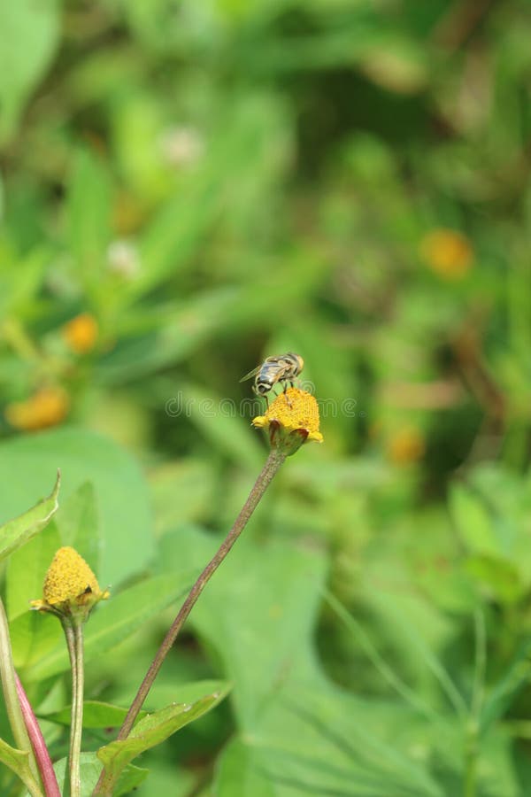 Photo of Pollinator Insects Pollinating Flowering Plants. Stock Photo ...