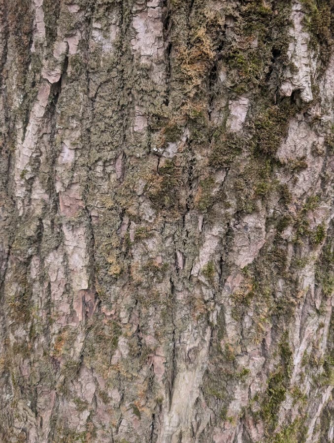 Photo of poplar tree bark stock image. Image of material - 388941145
