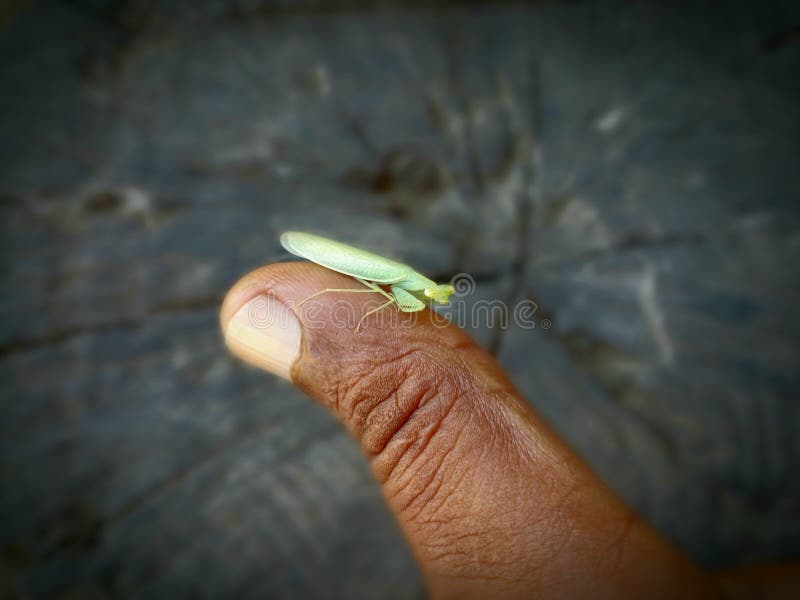 Photo of a Praying Mantis Child Perched on My Thumb Stock Image - Image ...
