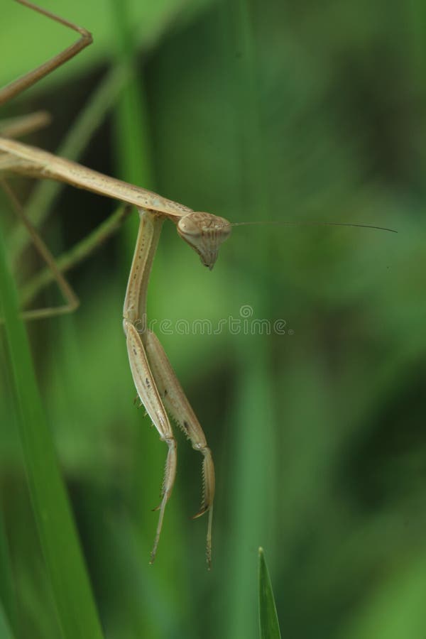 Photo of Praying Mantis. Its Latin Name is Caelifera Mantodea Stock ... Photo of Praying Mantis. Its Latin Name is Caelifera Mantodea Stock ...