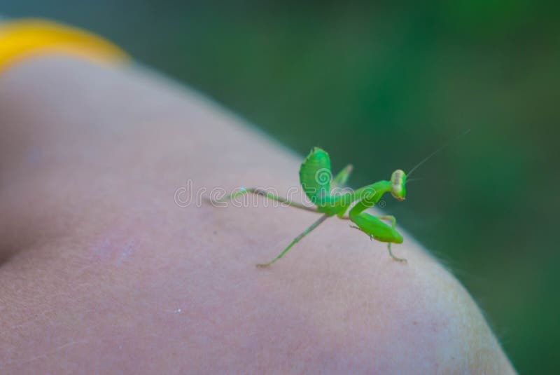 Photo of a Praying Mantis Sitting on the Arm Stock Image - Image of ...