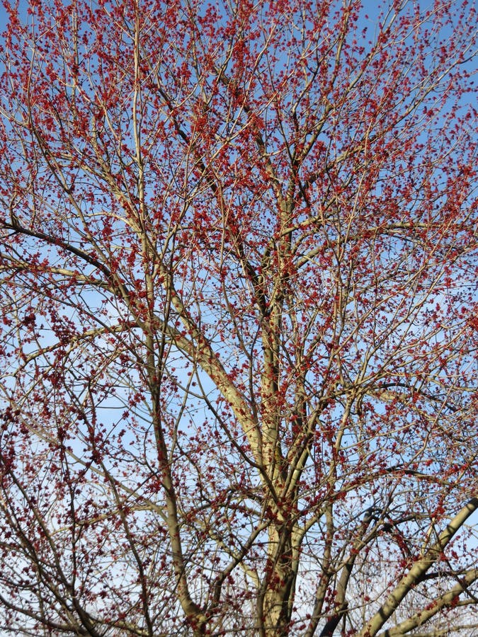 Pre Spring Tree with Blossoms in March Stock Image - Image of blossoms ...