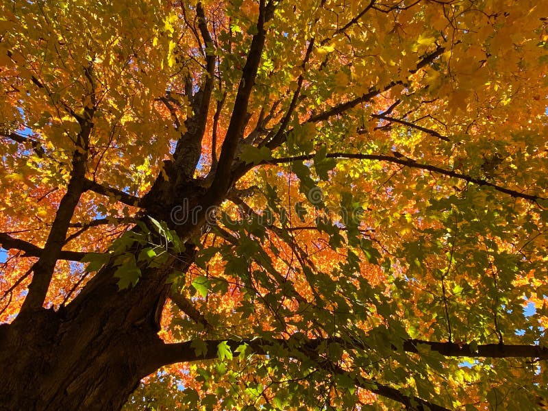 Colorful Orange Fall Foliage Tree and Branches Stock Image - Image of ...