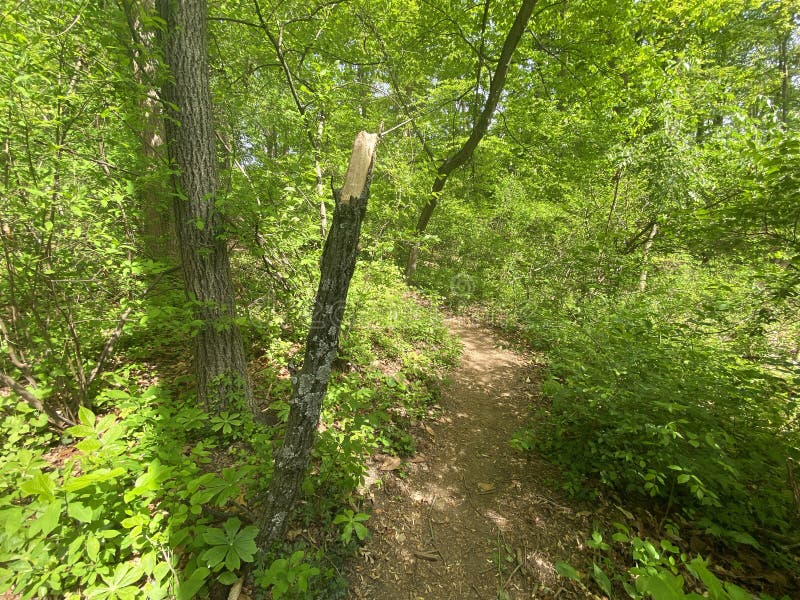 Pretty Green Forest and Path in Spring Stock Image - Image of april ...