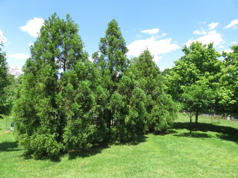 Pretty Green Trees in Spring in May Stock Photo - Image of grass, blue ...