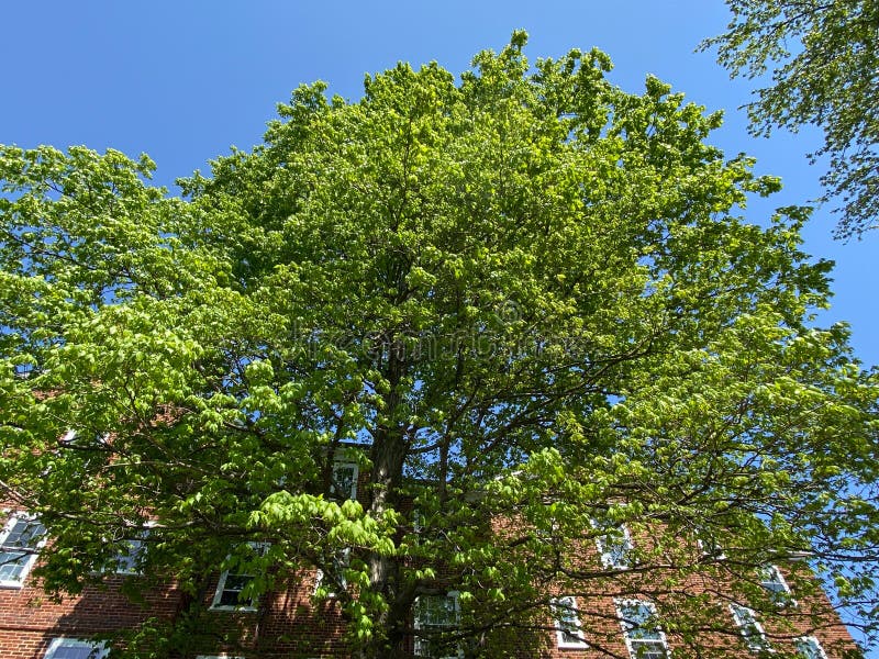 Pretty Large Green Tree in Spring in April Stock Image - Image of april ...