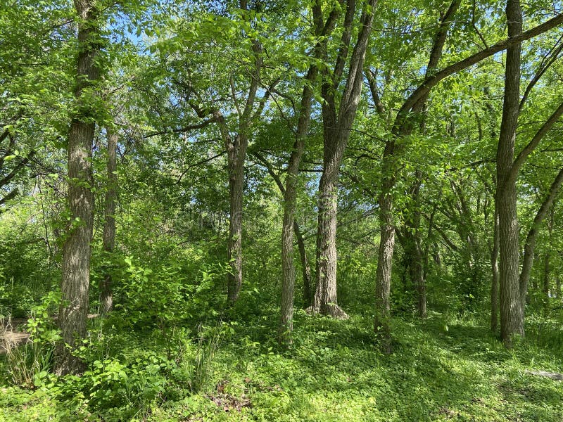 Pretty Lush Green Forest Trees April Spring Stock Photos - Free ...