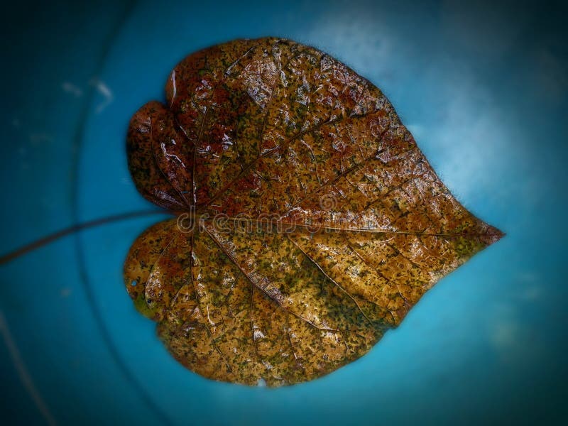 Photo of Pretty Multi-colored Leaves Falling in the Water? Stock Image ...