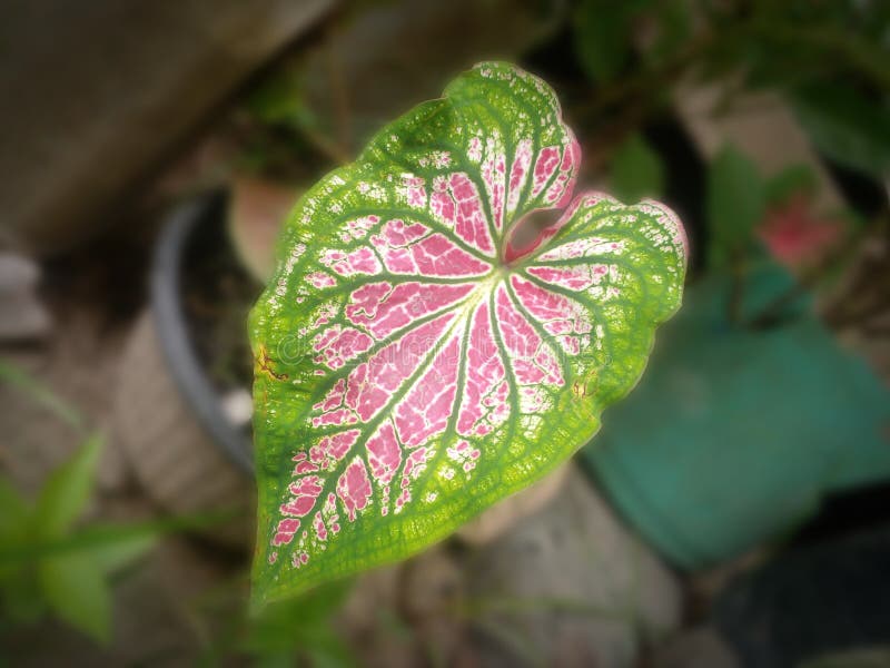 Photo of the Pretty Multi-colored Tiny Taro Leaves Around My Yard Stock ...
