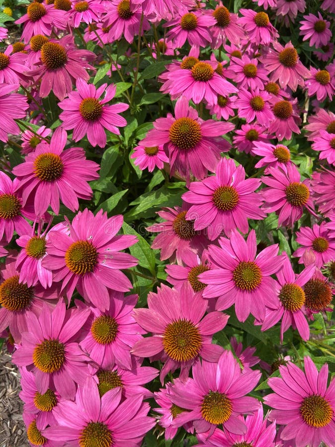 Pretty Pink Flowers in July Stock Photo - Image of green, petal: 224015358