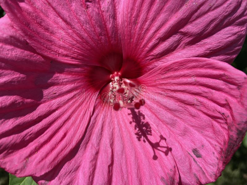 Pretty Pink Hibiscus Flower in Summer in August Stock Image - Image of ...