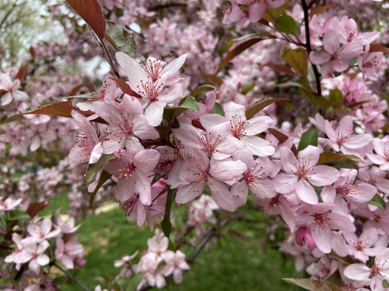 Pretty Pink White Blossoms in Spring in April Stock Photo - Image of ...
