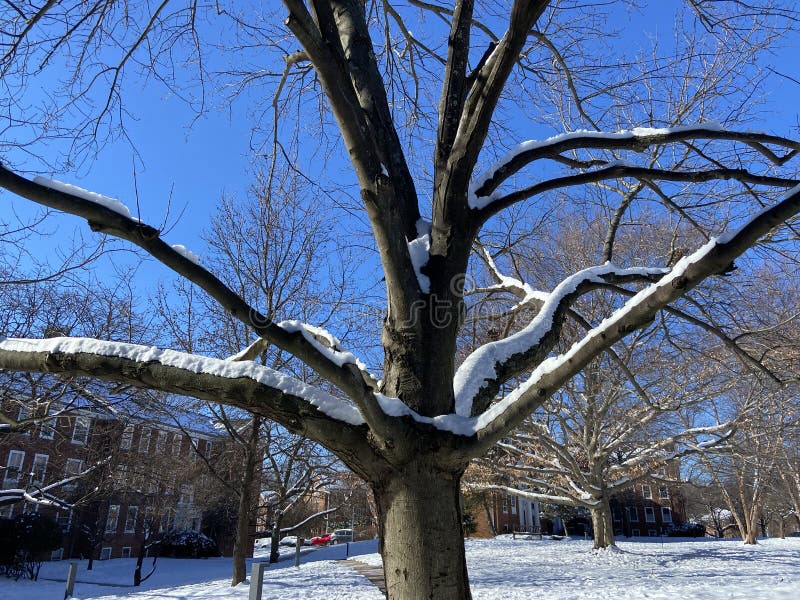 Pretty Tree and Blue Sky after the Snow Storm Stock Photo - Image of ...
