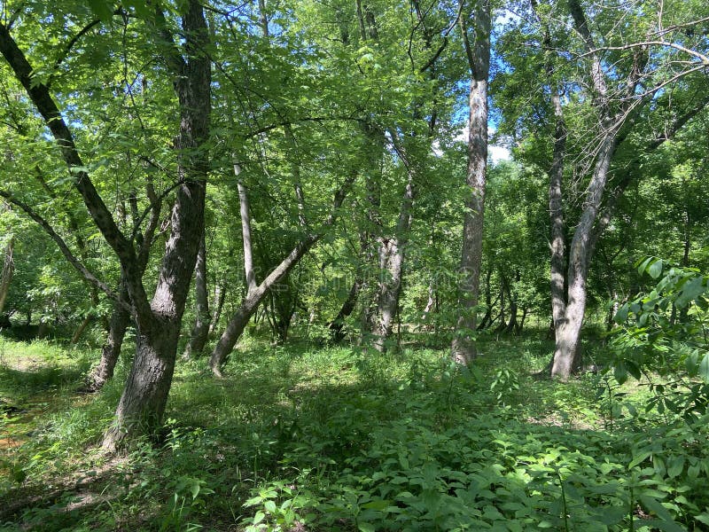 Pretty Trees in a Spring Forest in May Stock Image - Image of grass ...