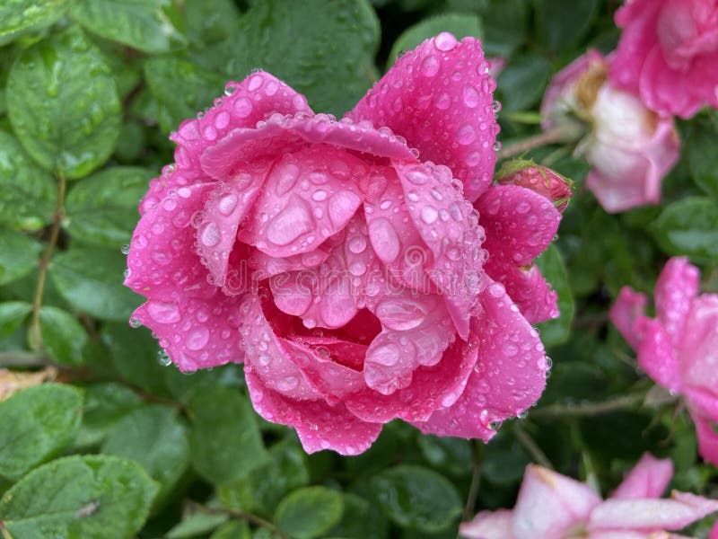 Pretty Wet Pink Rose in Spring in May Stock Image - Image of water ...