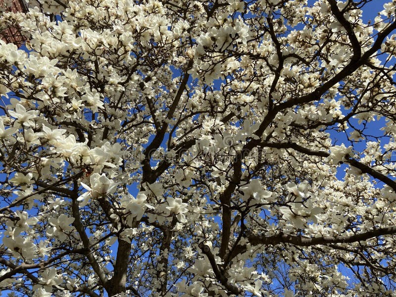 Pretty White Tree in March before Spring Stock Image - Image of ...