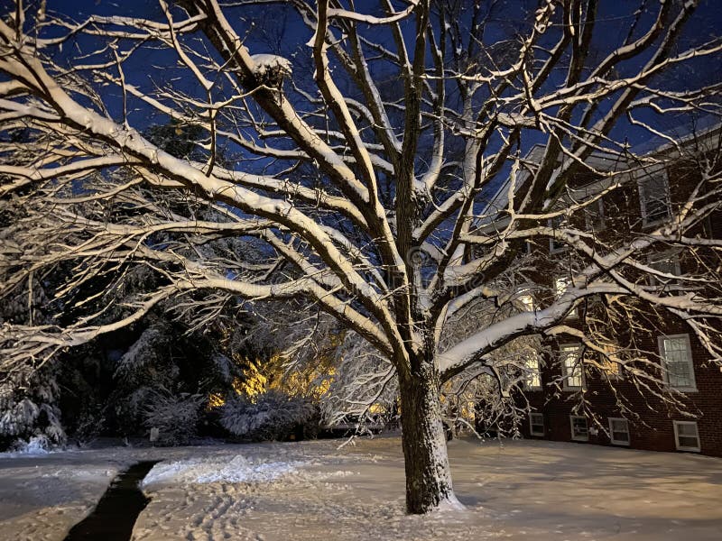 Pretty Winter Tree at Night in January Stock Image - Image of cold ...