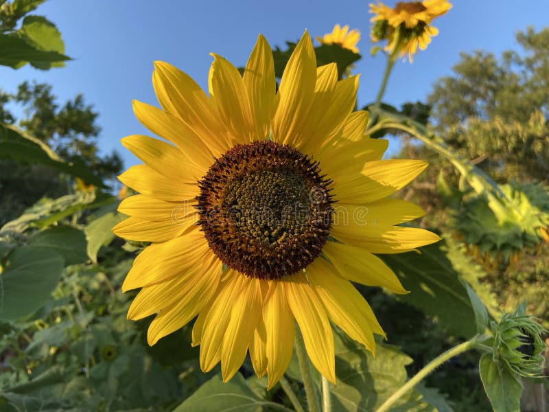 Pretty Yellow Sunflower in August in Summer Stock Photo - Image of ...