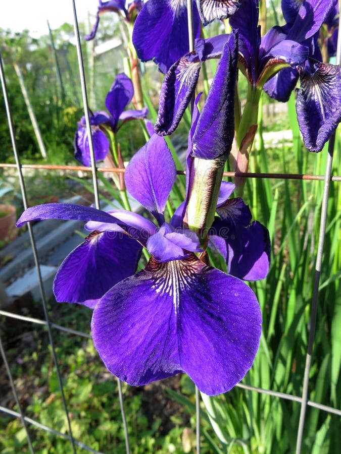 Purple Iris Flower in Spring Stock Photo - Image of petal, flower ...