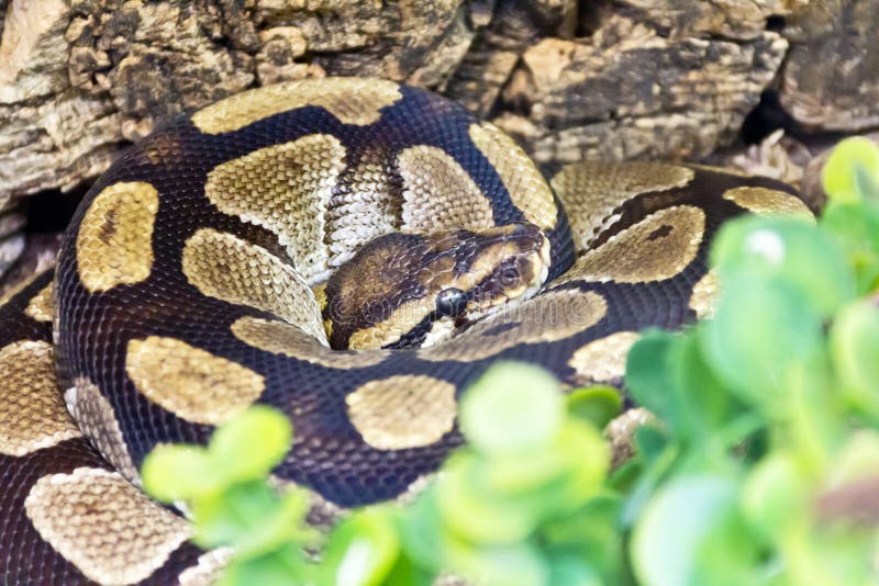 Photo of Python Snake in Green Stock Photo - Image of background ...
