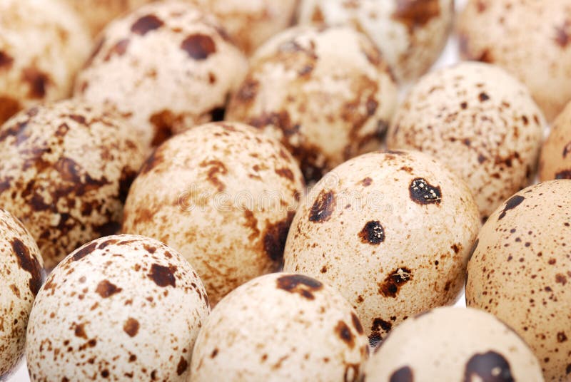 Photo of the quail egg stock photo. Image of small, easter - 14480314