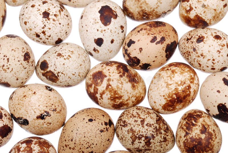 Photo of the quail egg stock image. Image of fresh, delicious - 14511183