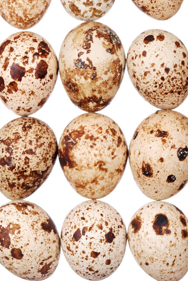 Photo of the quail egg stock photo. Image of healthy - 14947304
