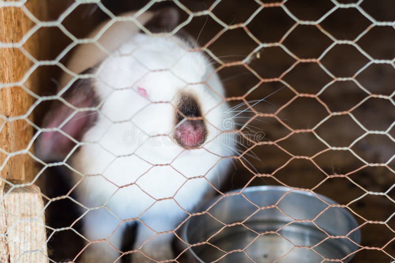 Photo of a Rabbit with Myxomatosis Stock Image - Image of prevention ...