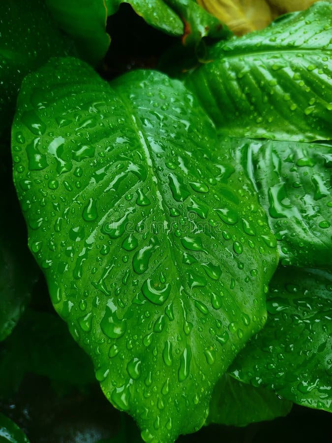 Wide Green Fields that are Visible from Under the Shade of Trees Stock ...